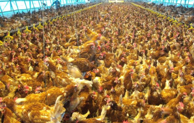 Decoding Australian Egg Labels - Why Free Range Is Not The Best Option ...