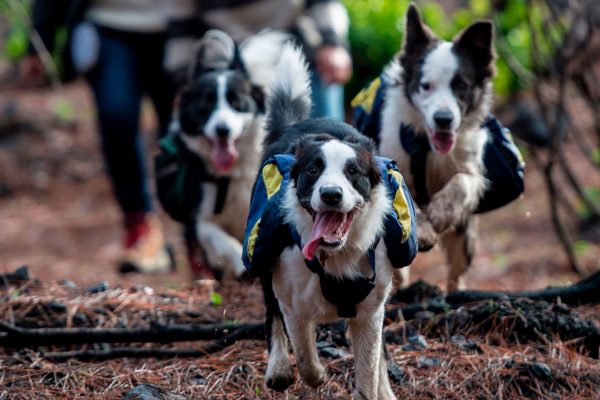 These Incredible Border Collies Are Helping Replant Chilean Forests ...