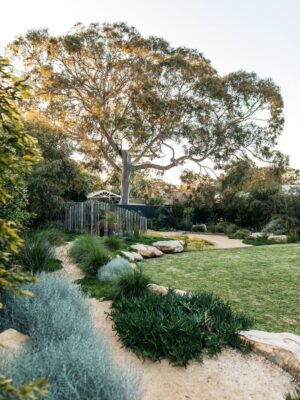 How I'm Regenerating my Suburban Australian Backyard - The Green Hub