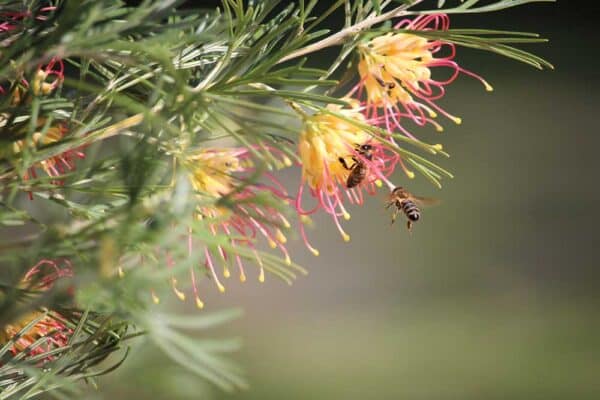 Rewilding Australian Backyards With Native Pollinator Gardens - The ...