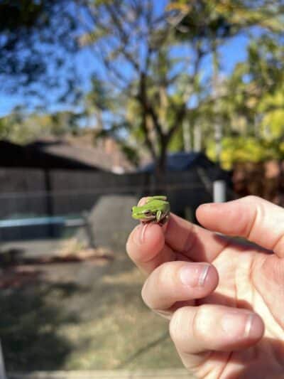 How to Rewild Your Backyard: 5 Tips for Creating a Wildlife-Friendly ...