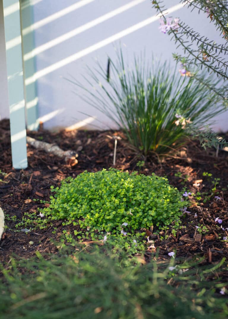 How to Rewild Your Backyard: 5 Tips for Creating a Wildlife-Friendly ...