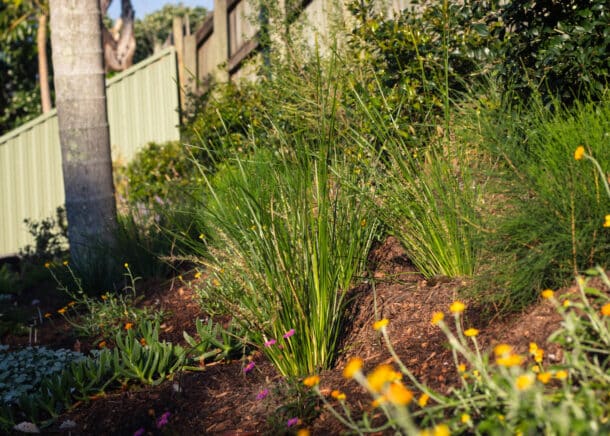 How to Rewild Your Backyard: 5 Tips for Creating a Wildlife-Friendly ...